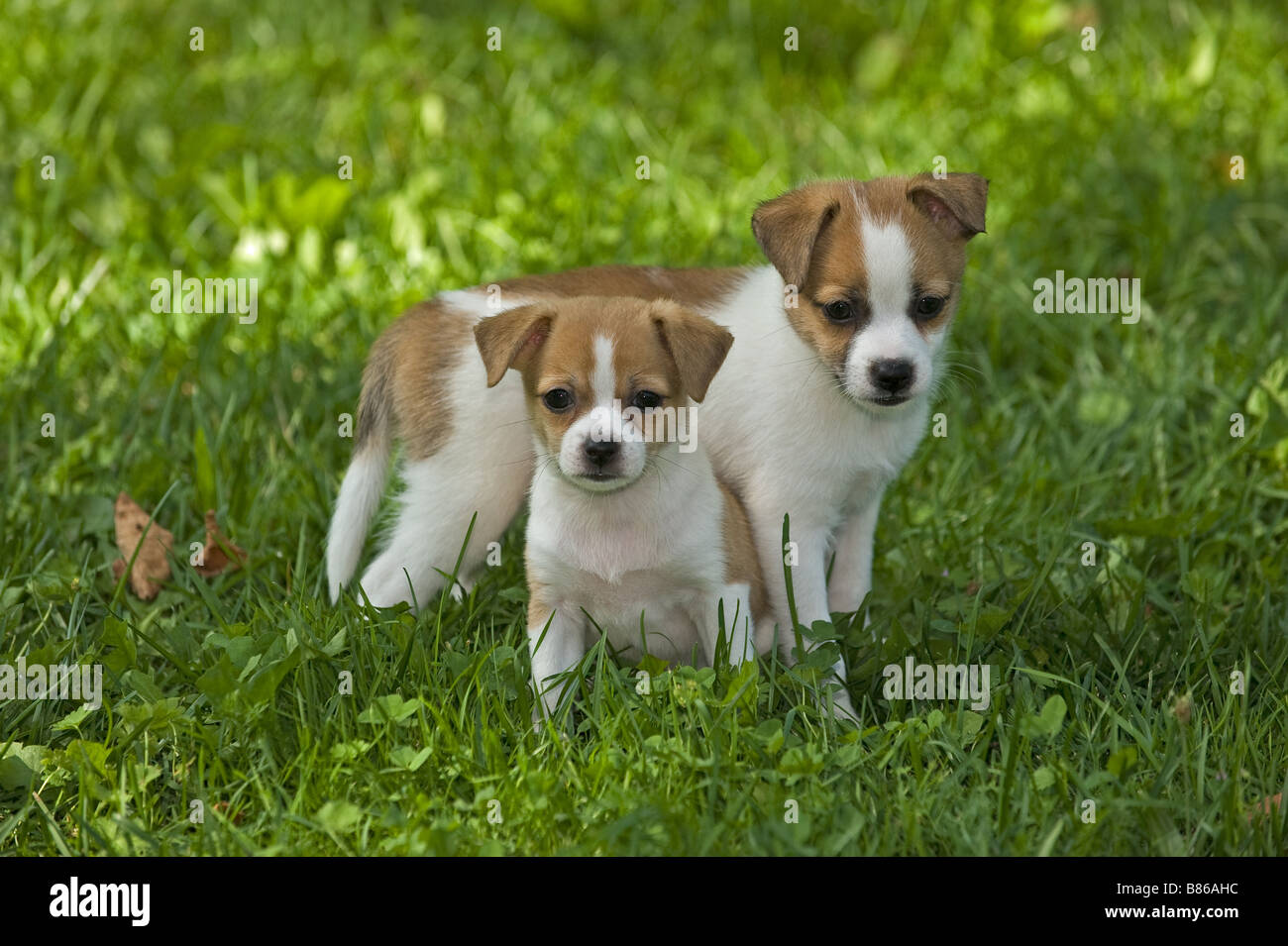 two half breed dog puppies on meadow Stock Photo - Alamy