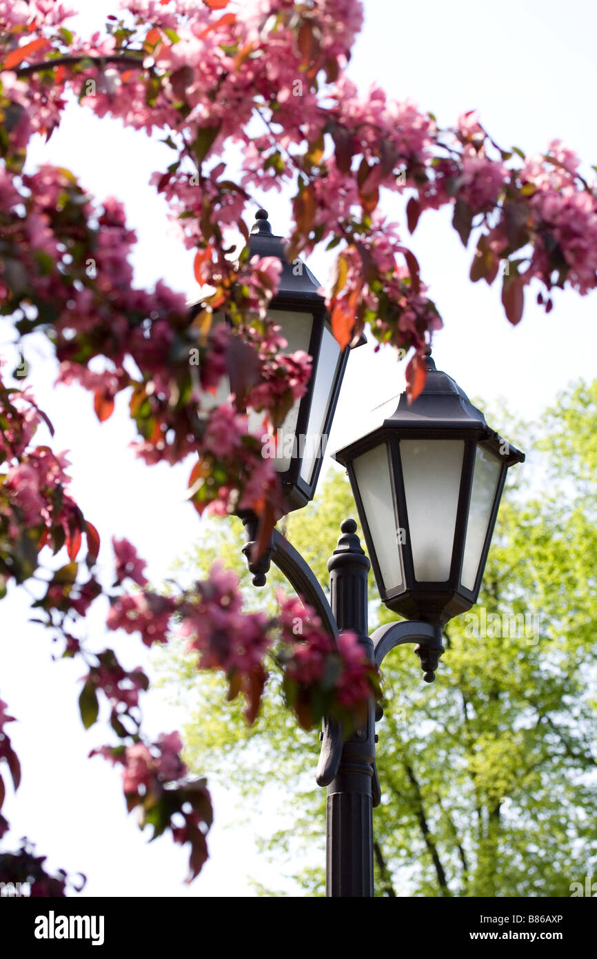 Cherry tree and street lamp hi-res stock photography and images - Alamy