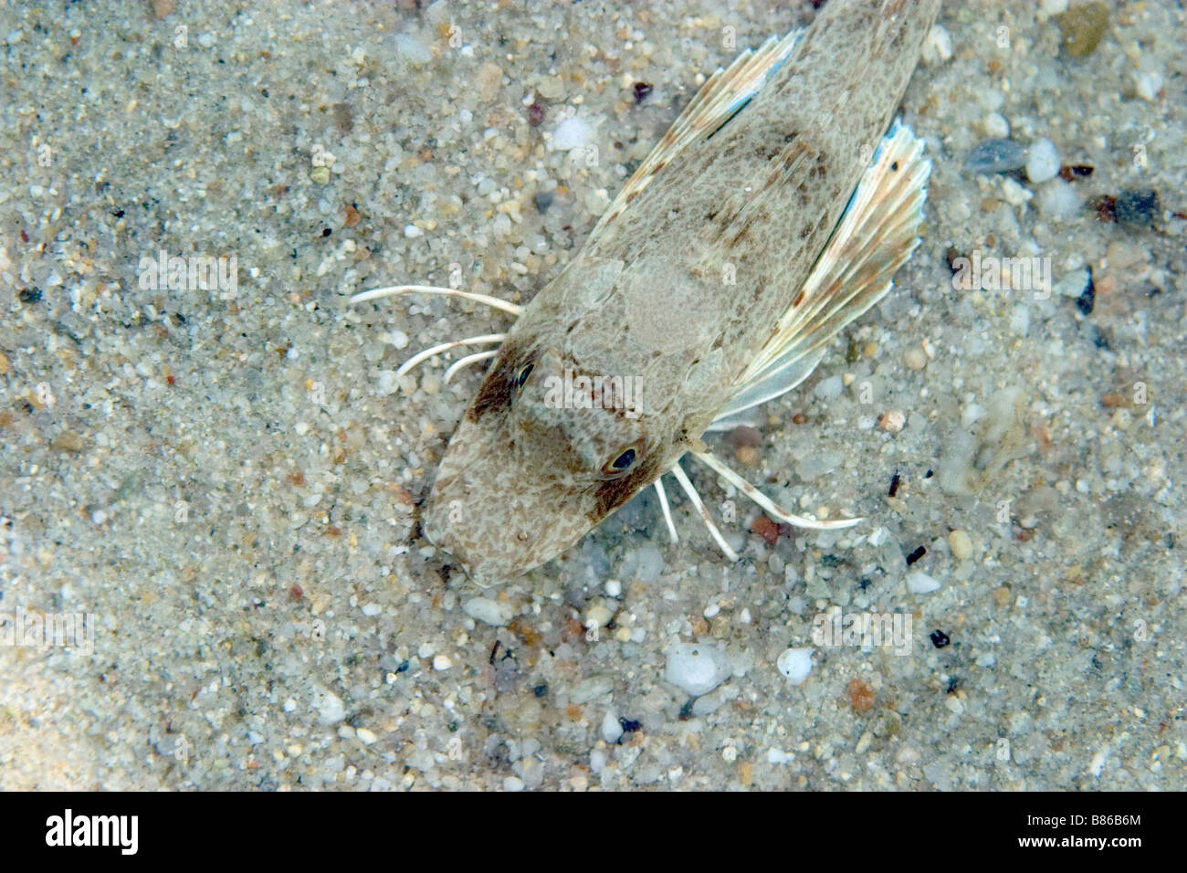 flying gurnard at sandy beach Stock Photo - Alamy