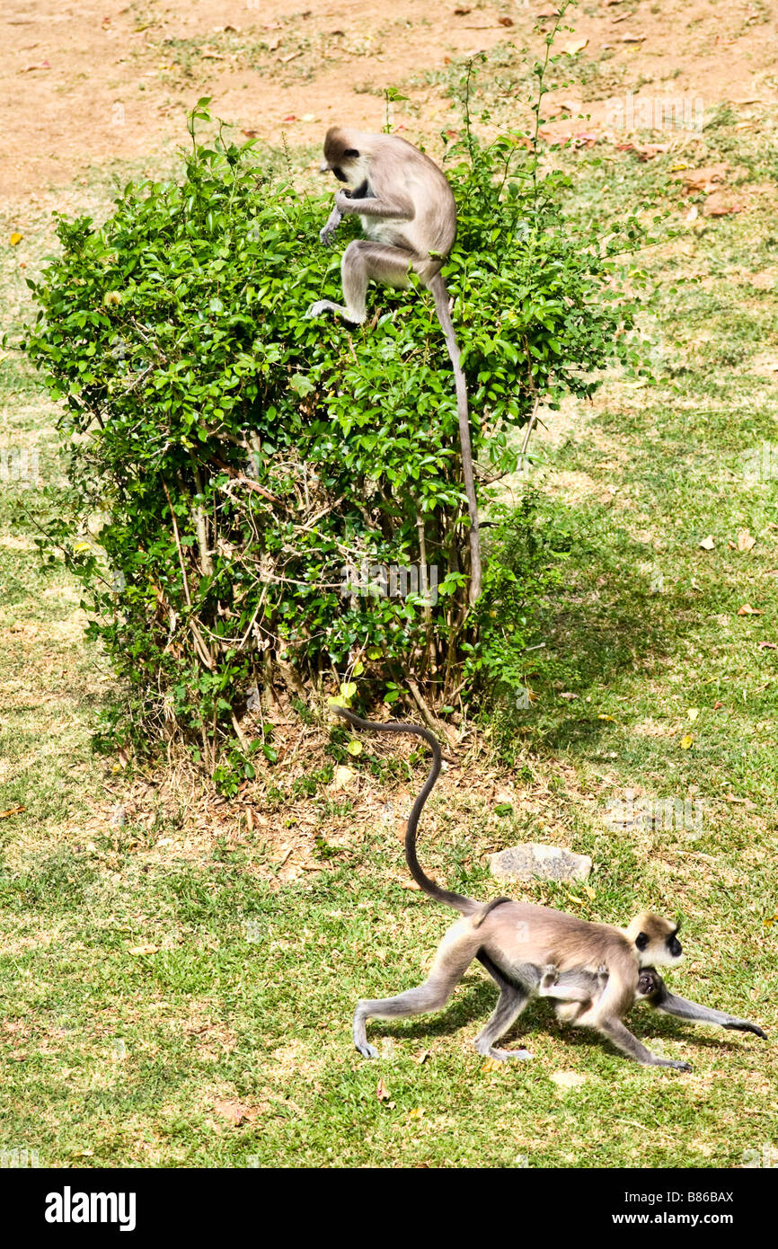 Group of wild monkeys in trees hi-res stock photography and images - Alamy