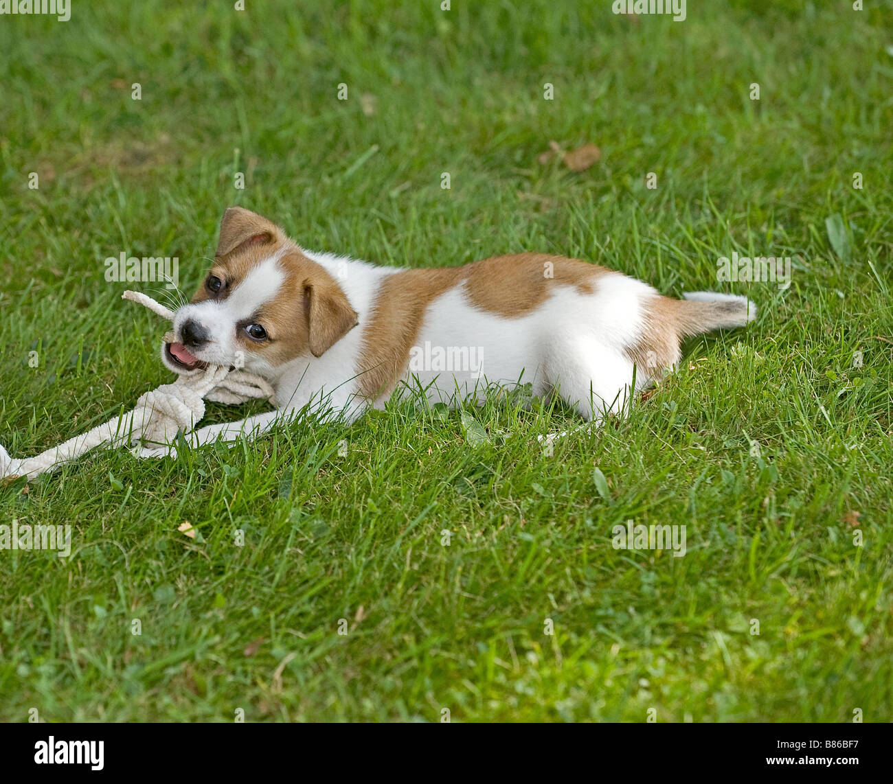 half breed dog puppy - playing on meadow Stock Photo - Alamy
