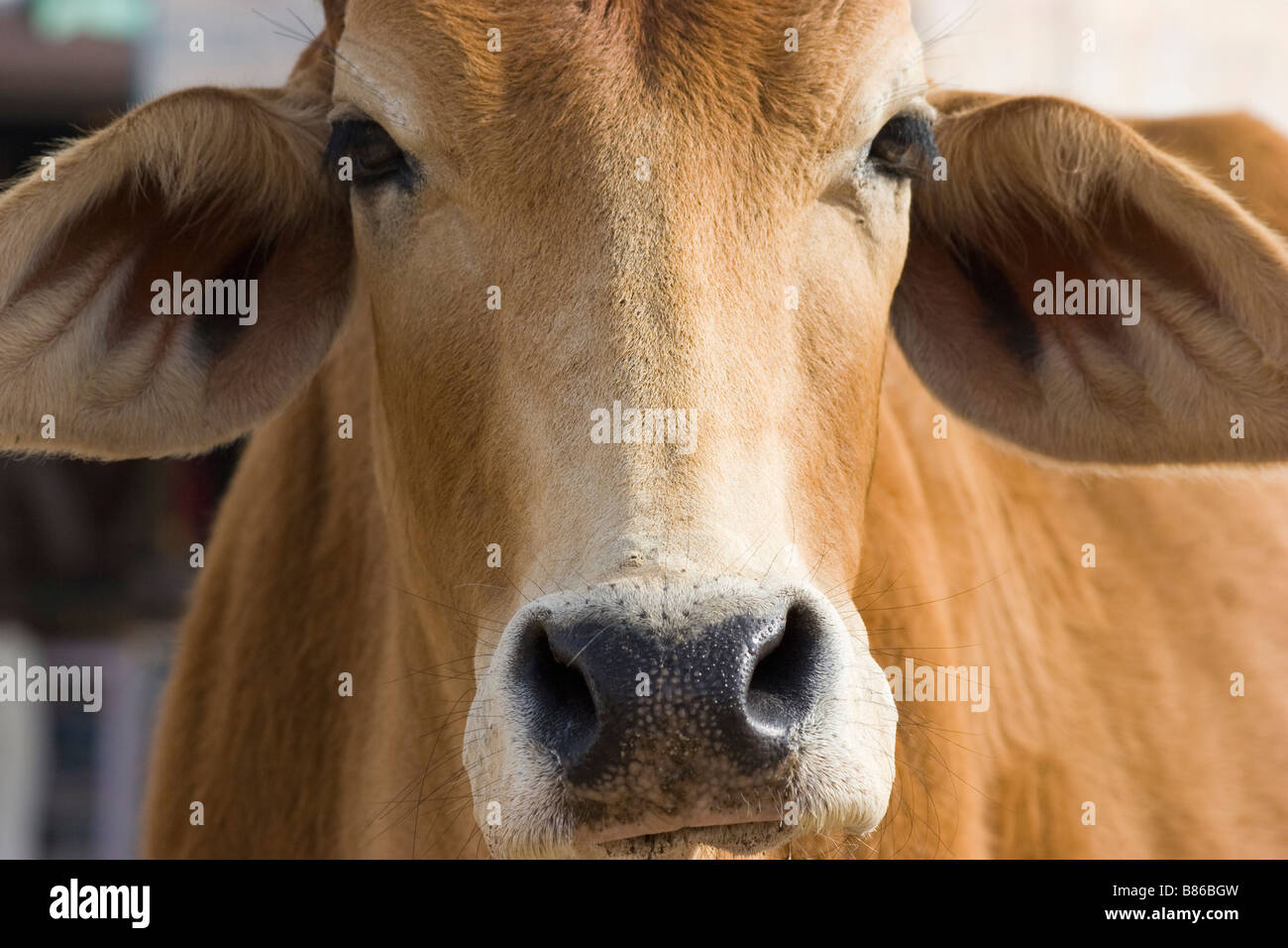 Bull horns cow animal close up hi-res stock photography and images - Alamy