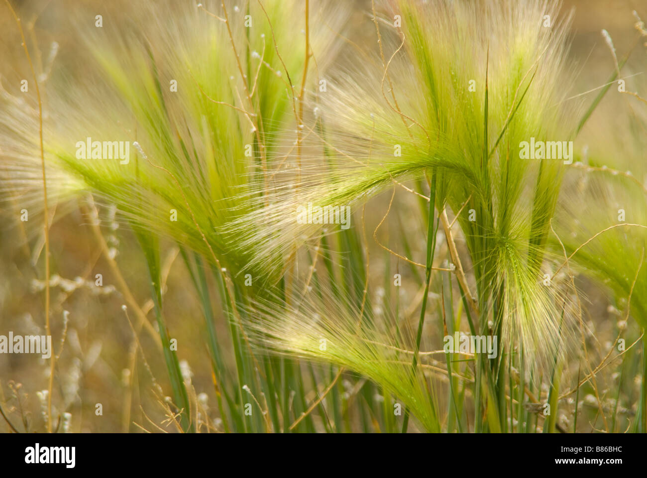 Fox weed growing abundantly in nature Stock Photo - Alamy