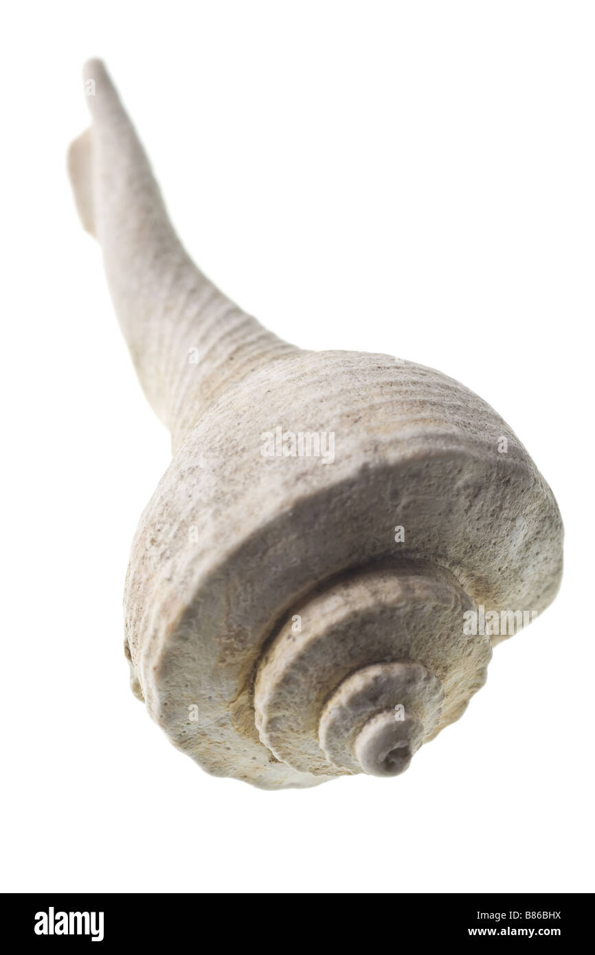 Fossilized Seashell isolated on white background Stock Photo - Alamy