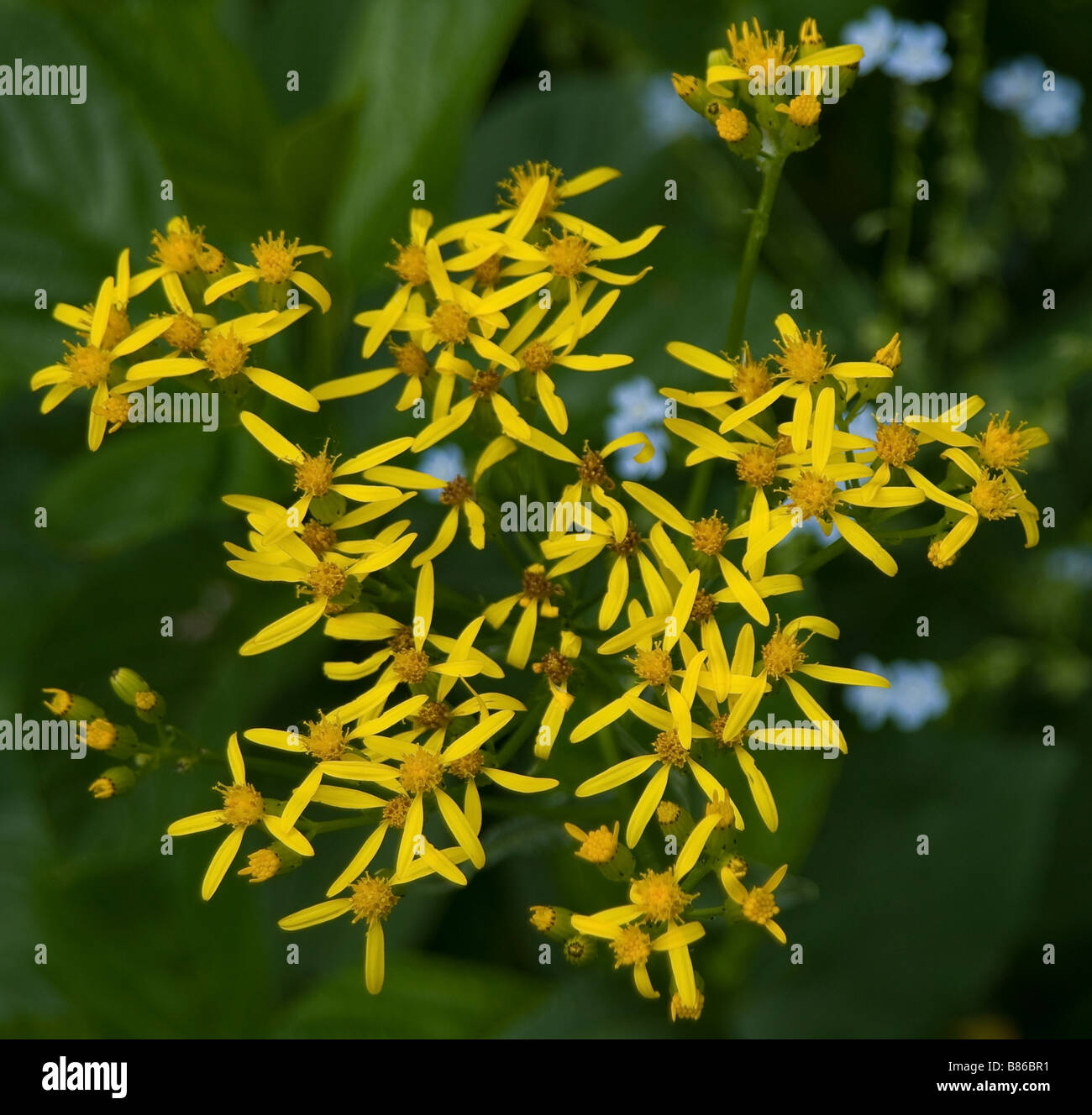 Yellow flower small petals vertical hi-res stock photography and images ...