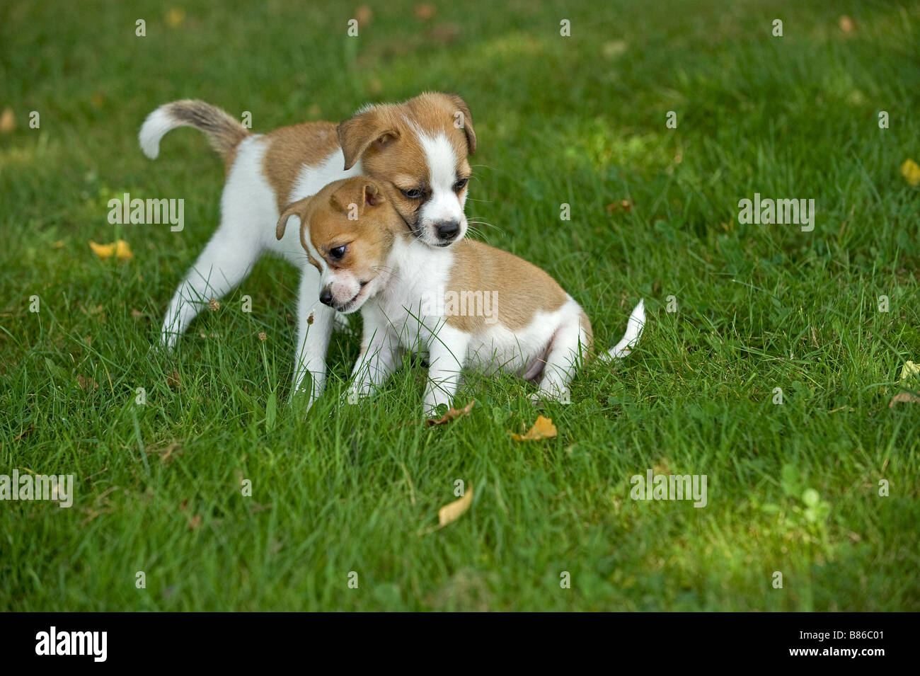 two half breed dog puppies on meadow Stock Photo - Alamy