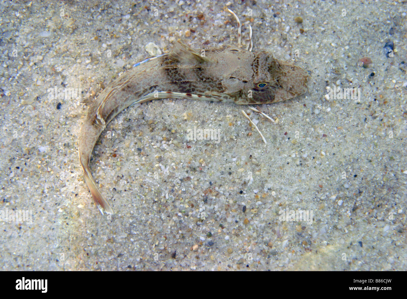 Flying gurnard dactylopterus volitans hi-res stock photography and ...