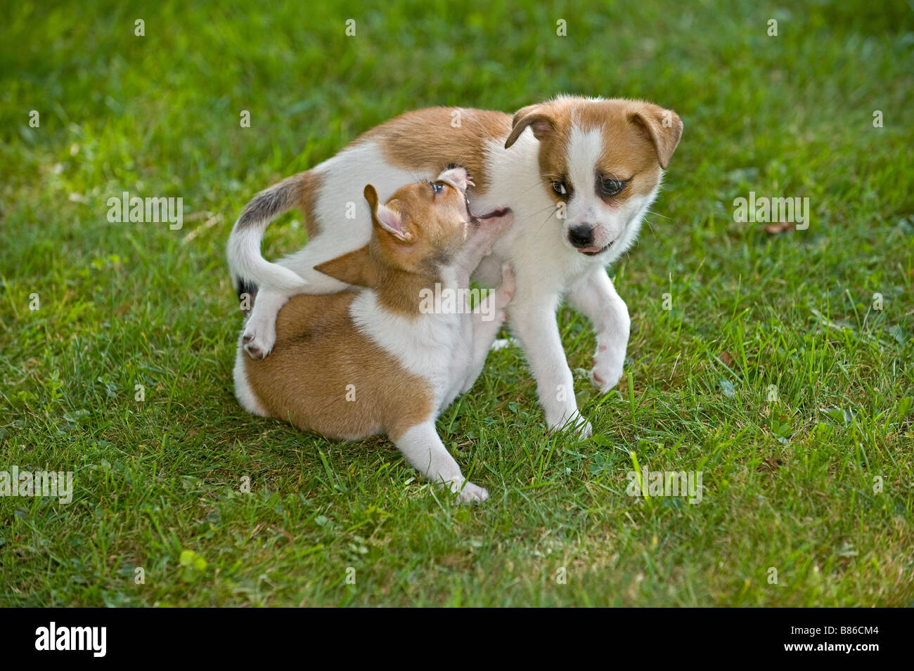 two half breed dog puppies - playing on meadow Stock Photo - Alamy