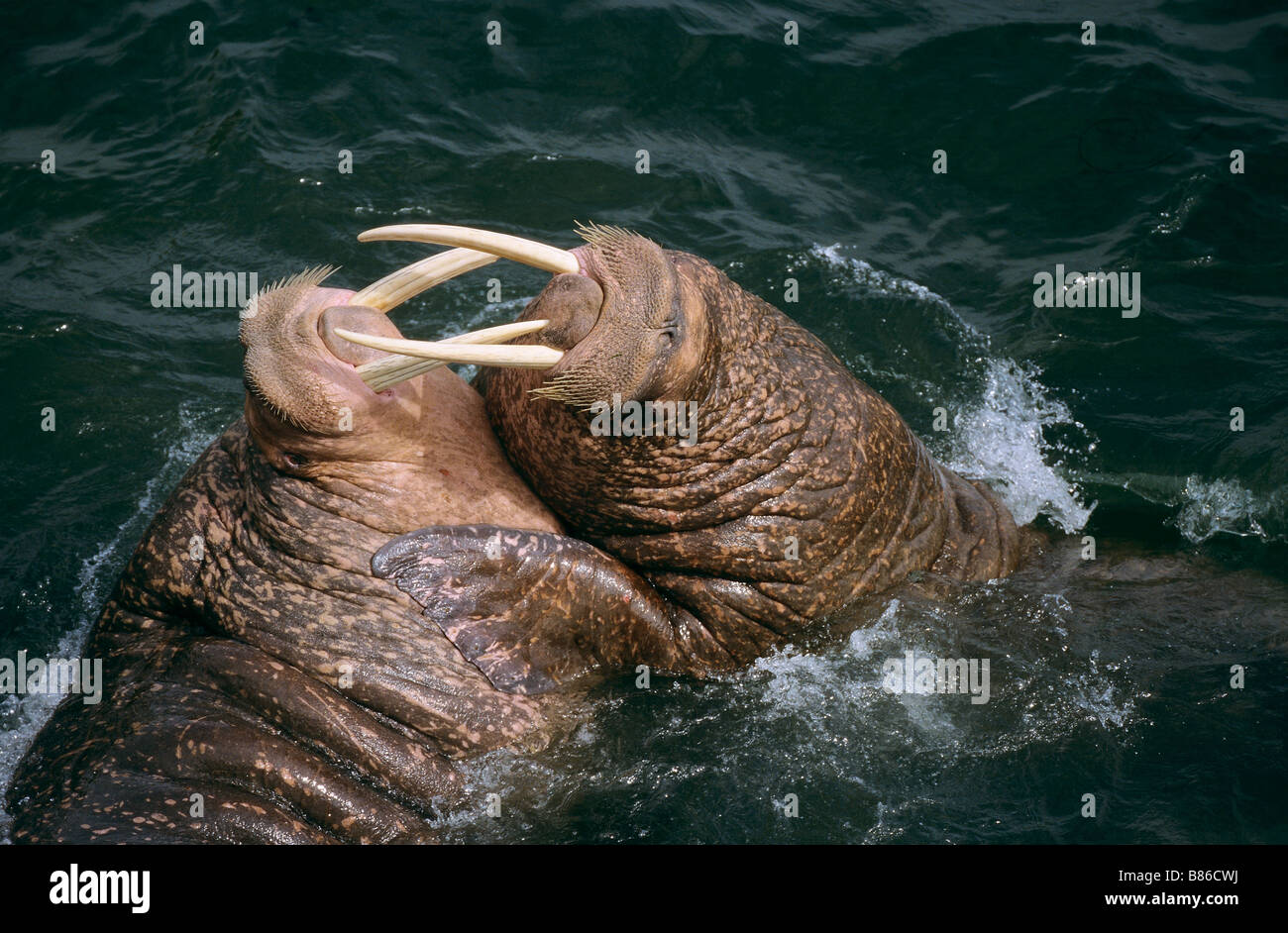 Walrus (Odobenus rosmarus). Two individuals fighting in water Stock ...