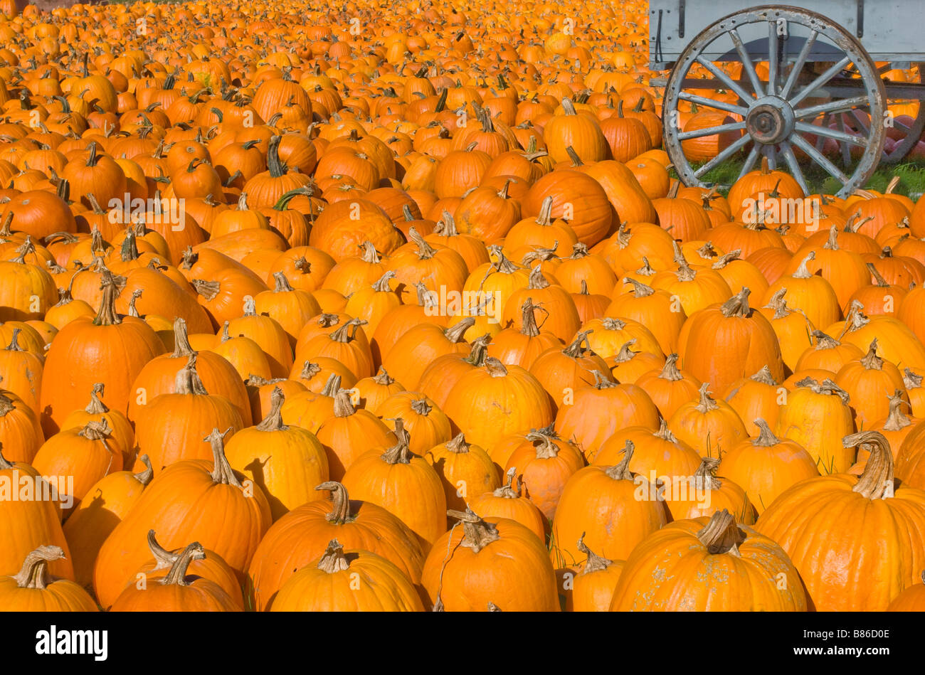 Cucurbita mixta hi-res stock photography and images - Alamy