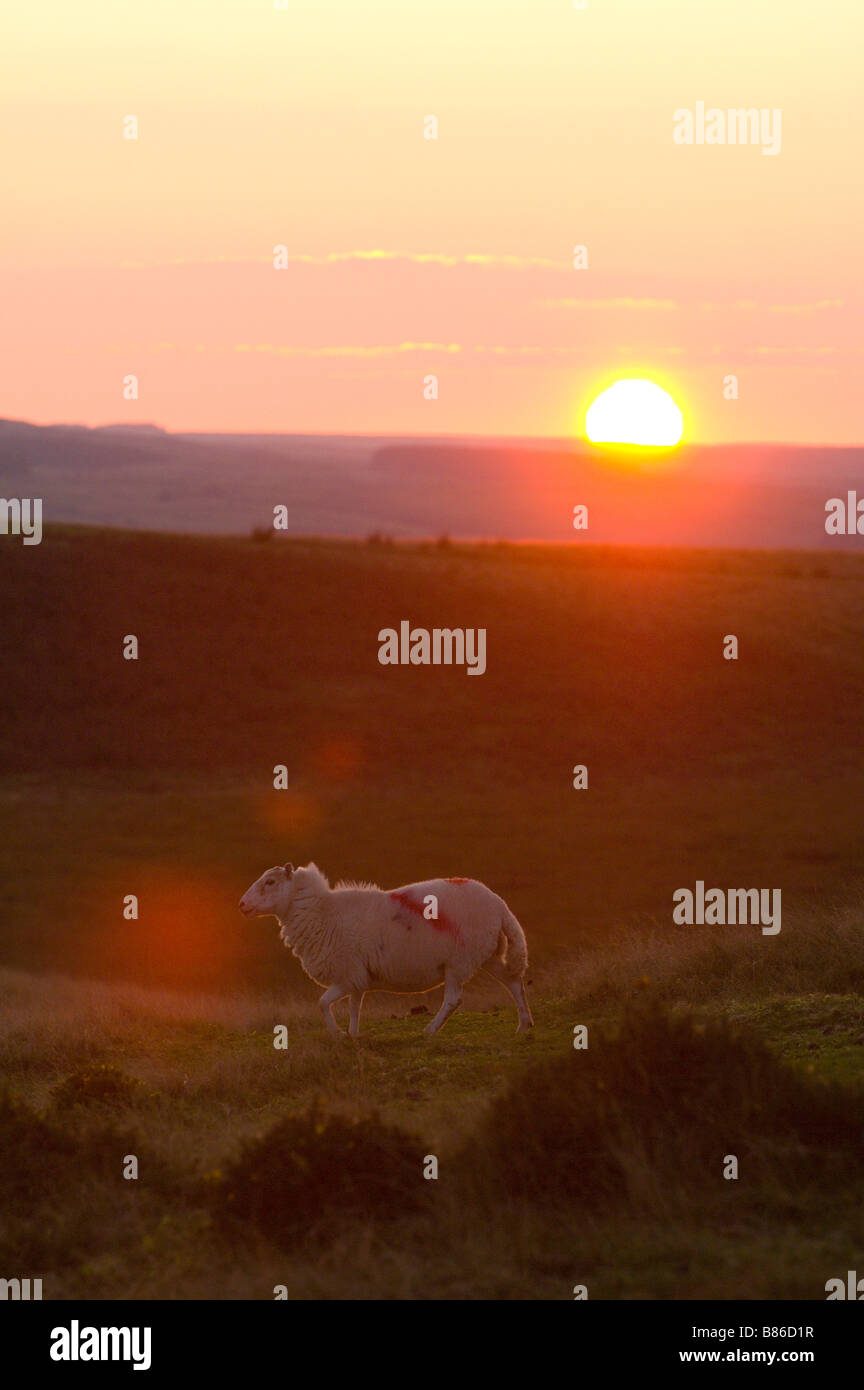 Powys Mid Wales United Kingdom Europe Stock Photo - Alamy