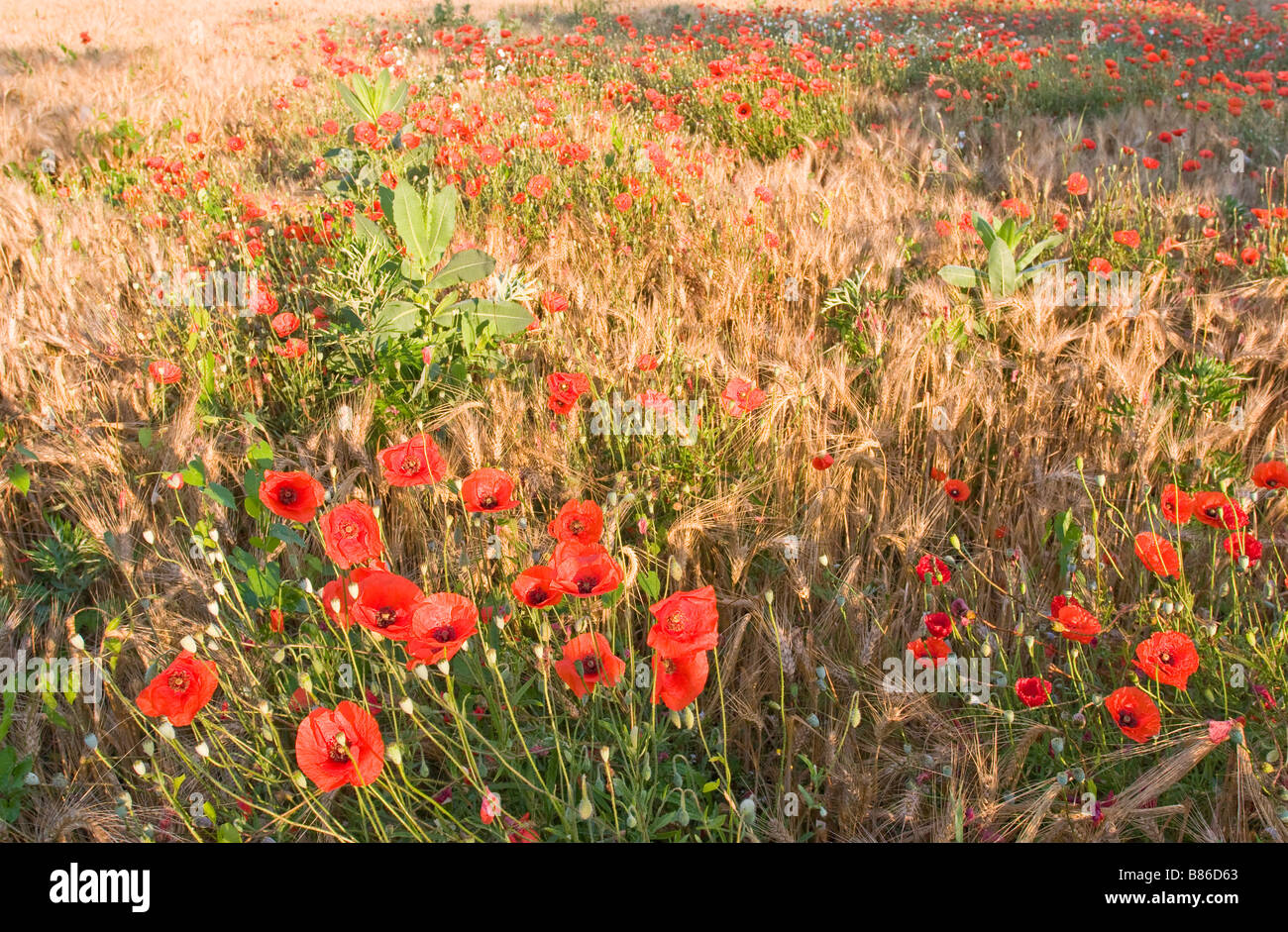 Golden wild poppy field Stock Photo - Alamy