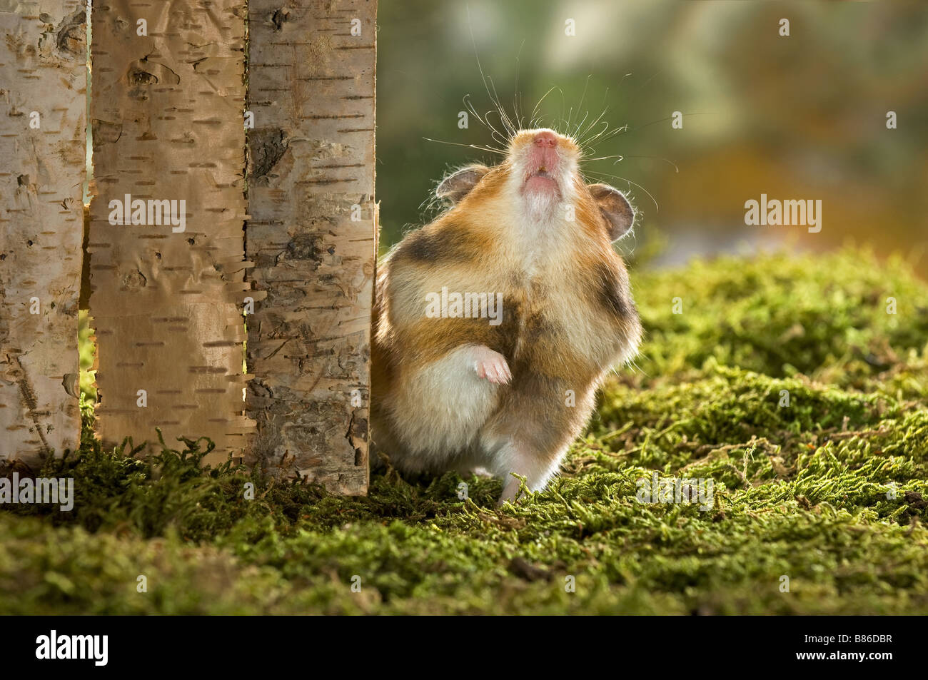 Golden hamster on moss Stock Photo - Alamy