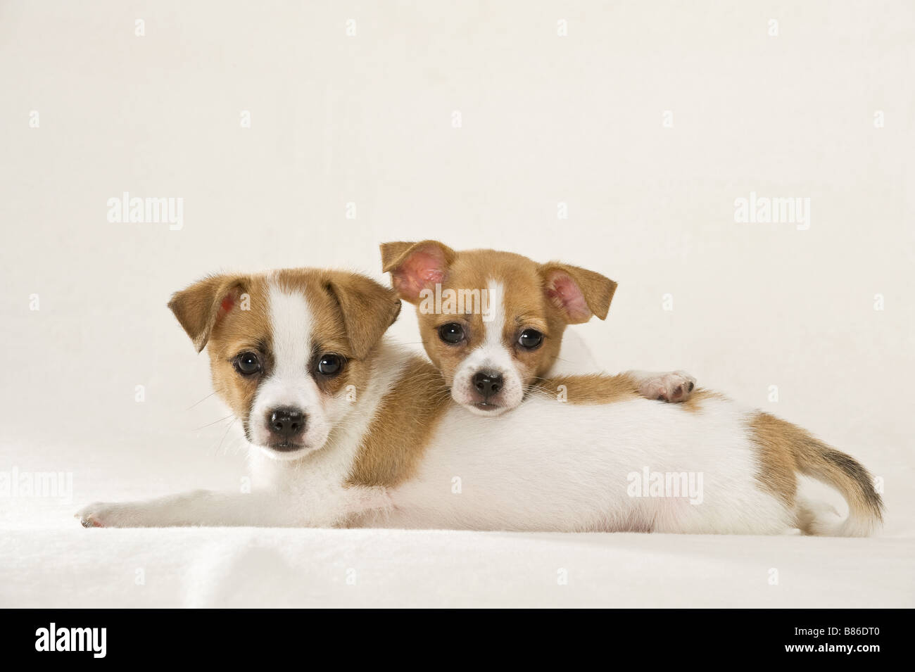 two half breed dog puppies - lying - cut out Stock Photo - Alamy