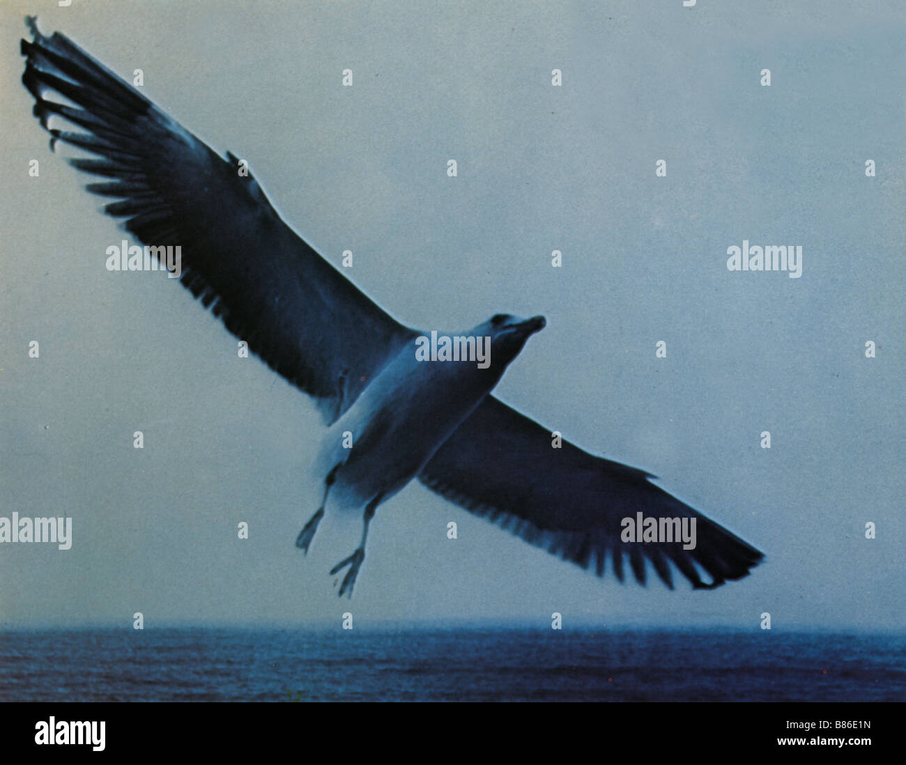 Jonathan livingston seagull hi-res stock photography and images - Alamy