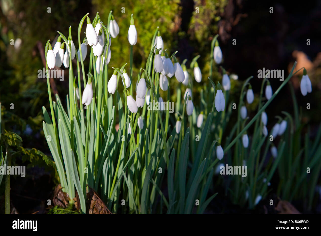 Snowdrops sunshine hi-res stock photography and images - Alamy