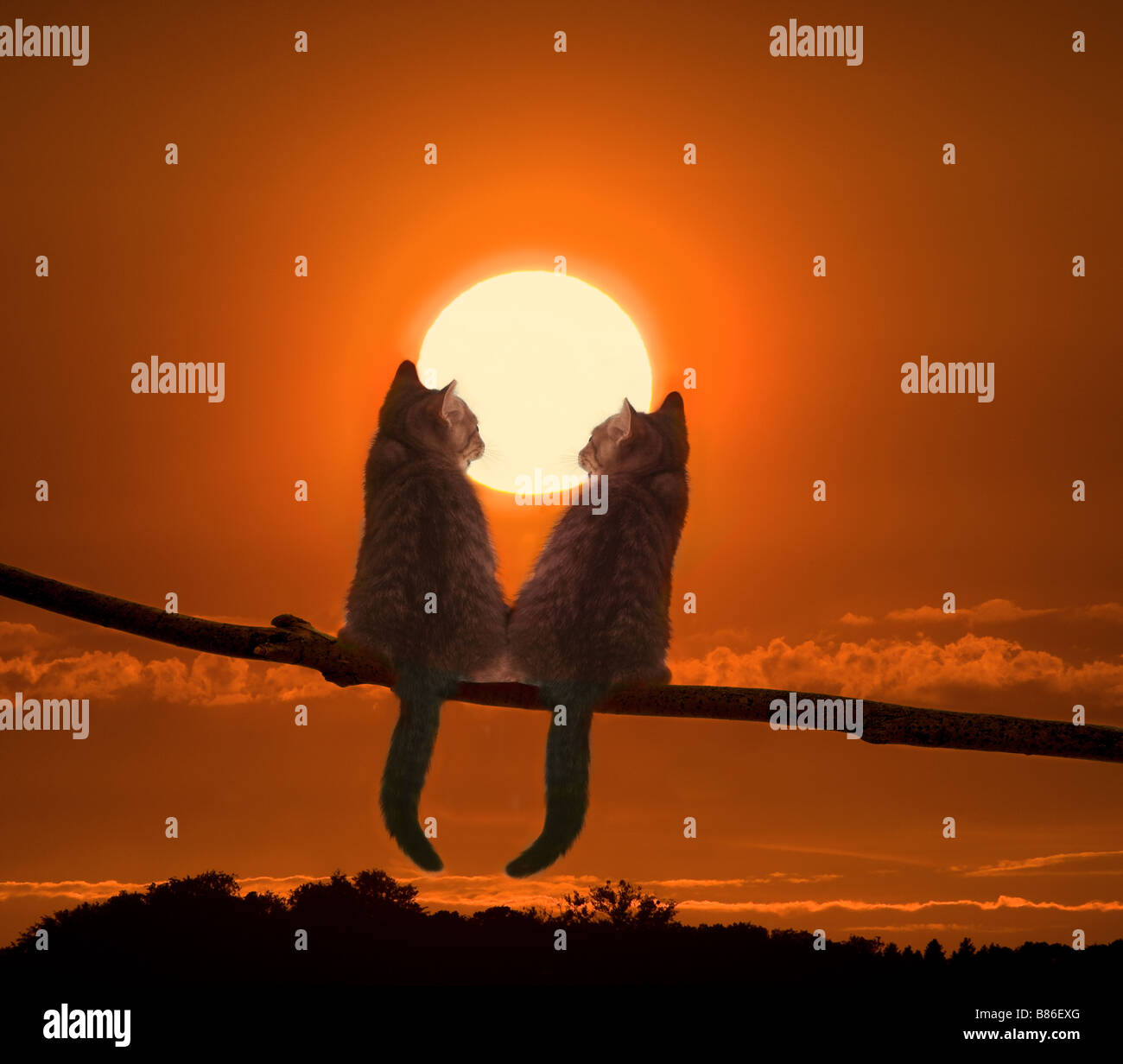 Two cats sunset hi-res stock photography and images - Alamy