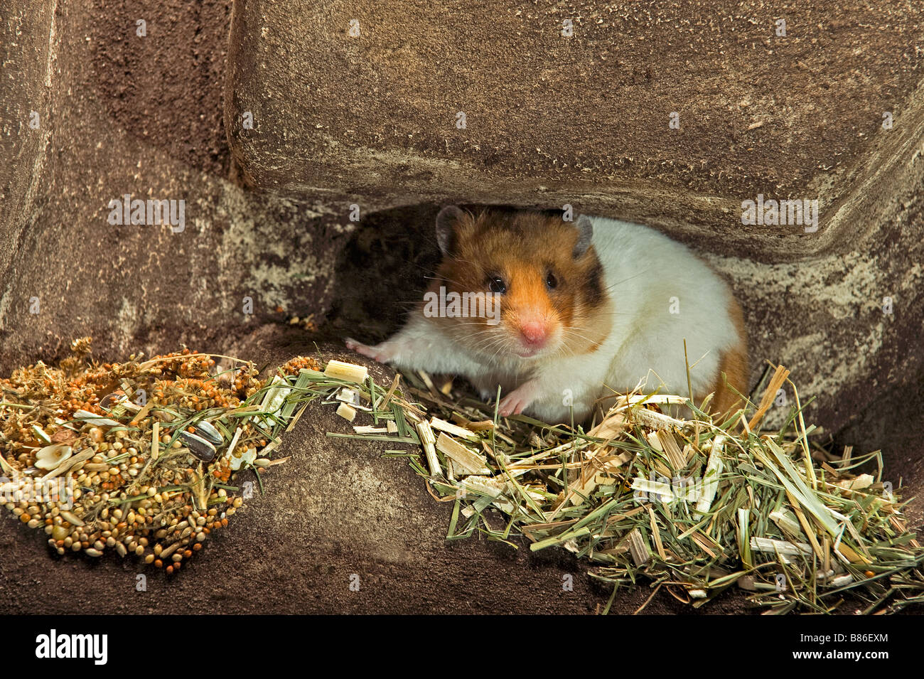 Golden hamster in den Stock Photo - Alamy