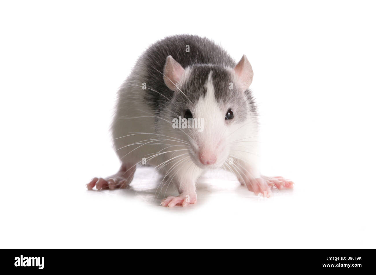 Silver rat hi-res stock photography and images - Alamy