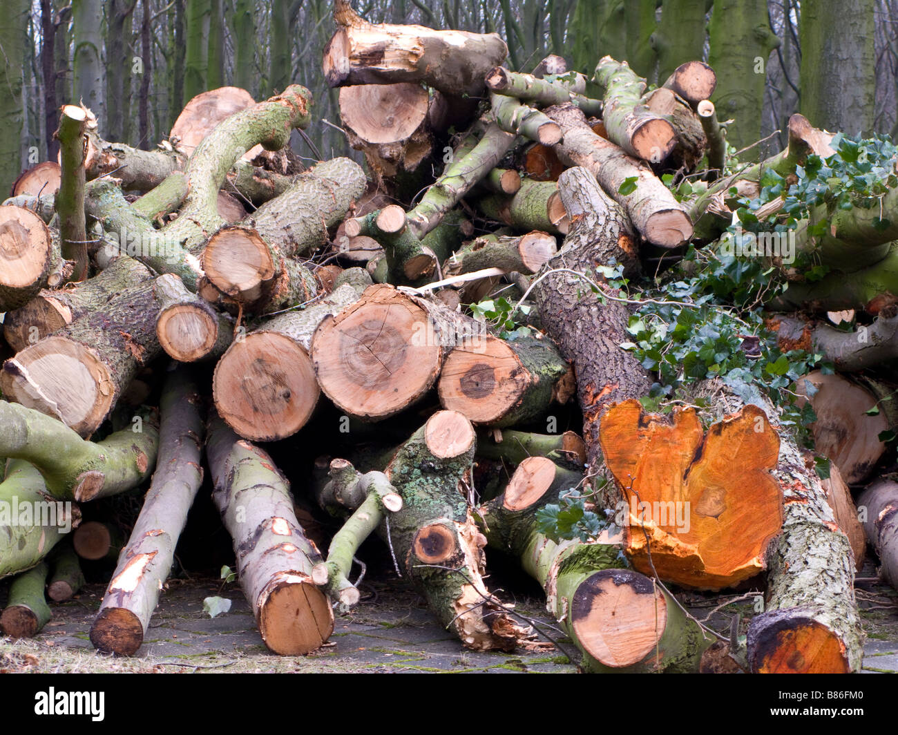 Tree trunk pile hi-res stock photography and images - Alamy
