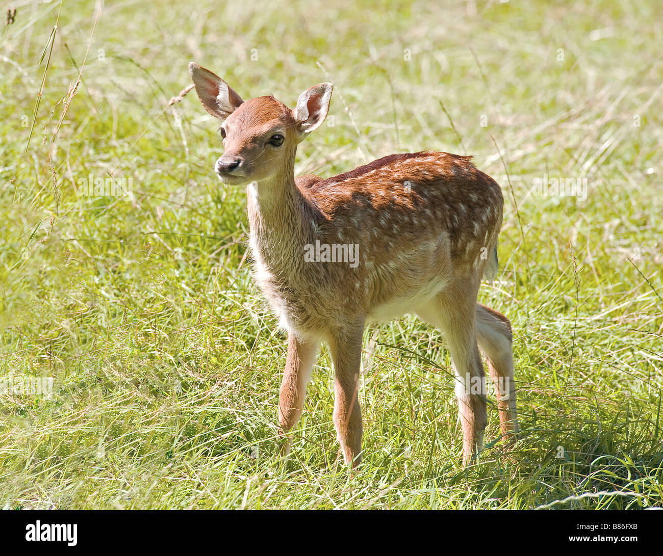 fallow deer - fawn standing on meadow / Dama dama Stock Photo - Alamy