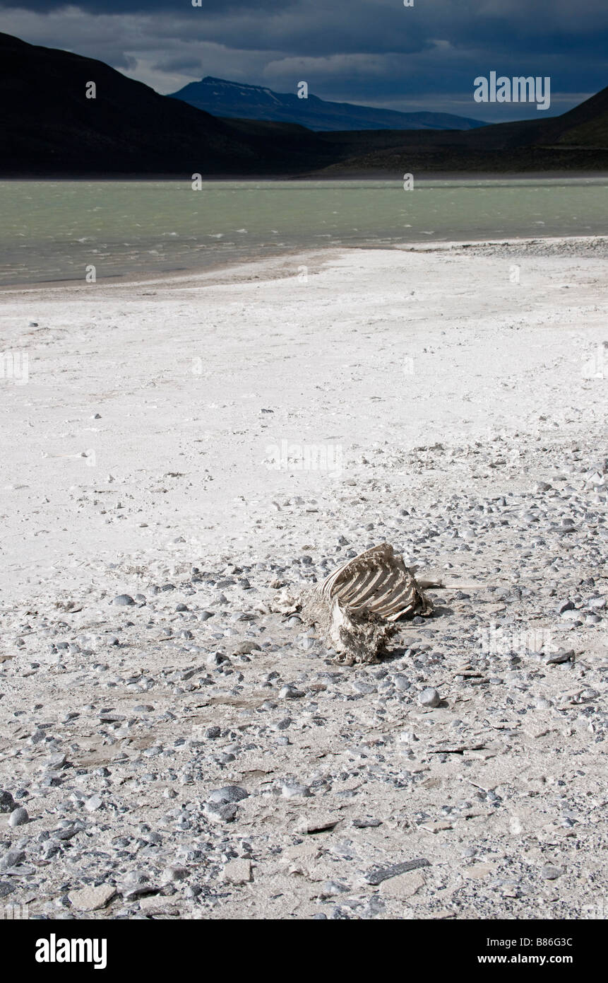 Guanaco skeleton hi-res stock photography and images - Alamy