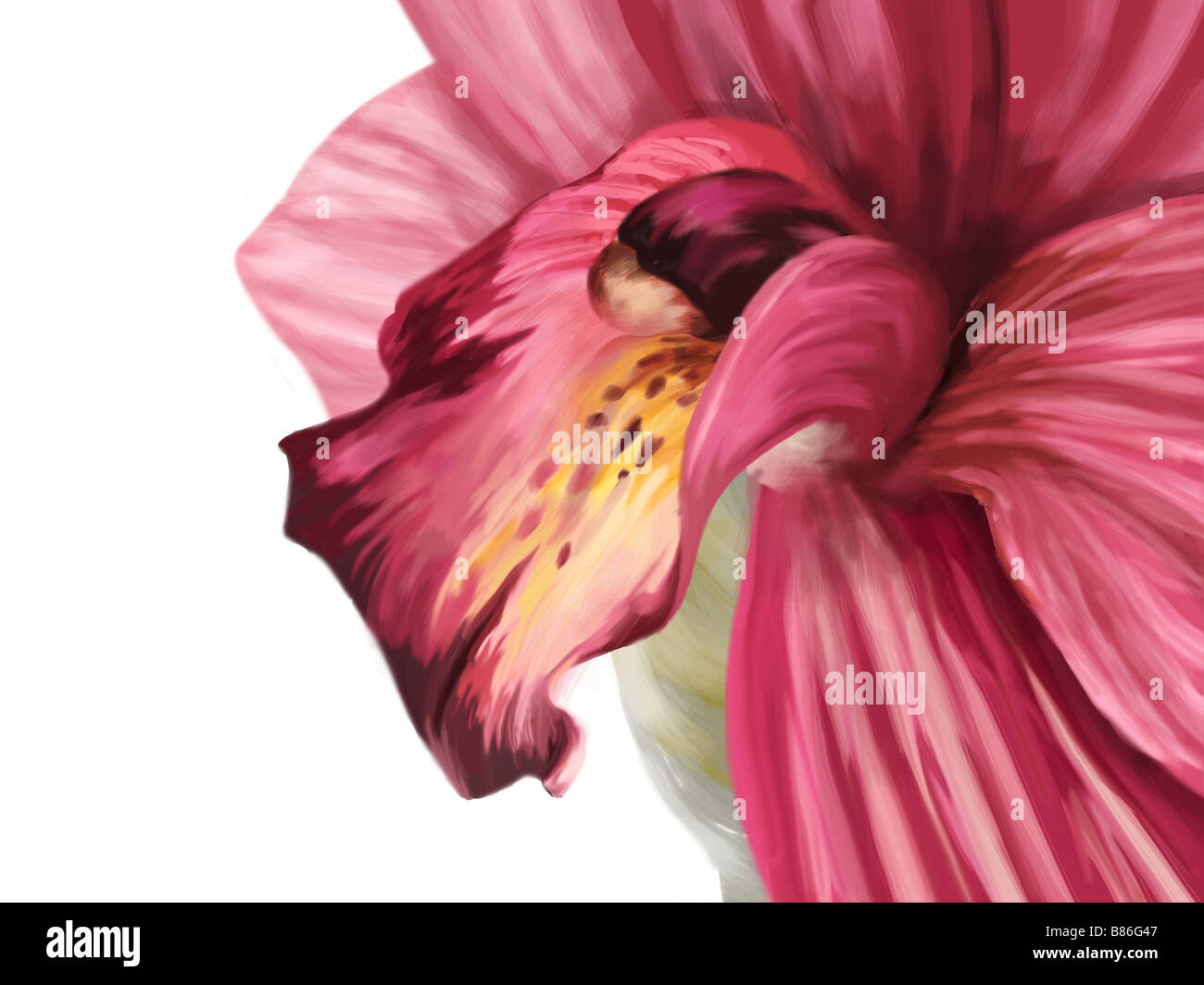 Orchid drawing hi-res stock photography and images - Alamy