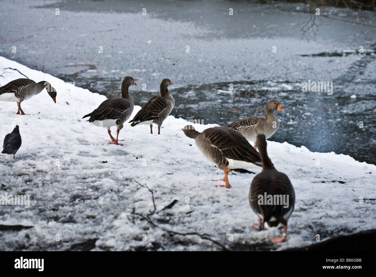 Winter birds hi-res stock photography and images - Alamy