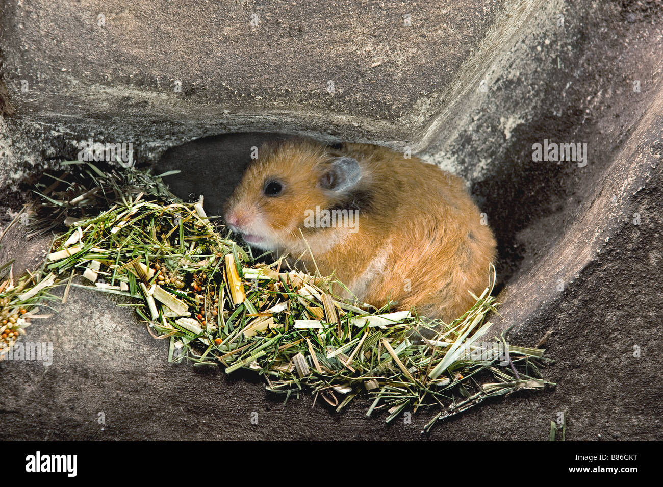 Golden hamster in den Stock Photo - Alamy