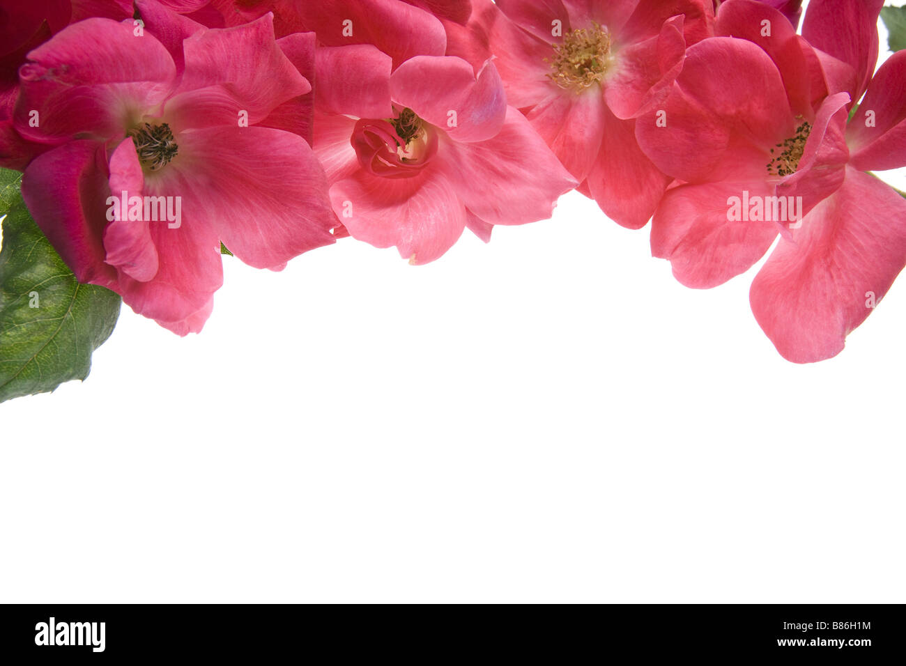 Antique Tea Roses isolated on white background Stock Photo - Alamy