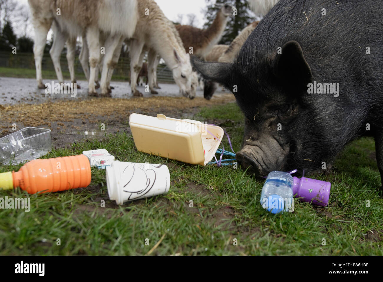 Litter and animals hi-res stock photography and images - Alamy