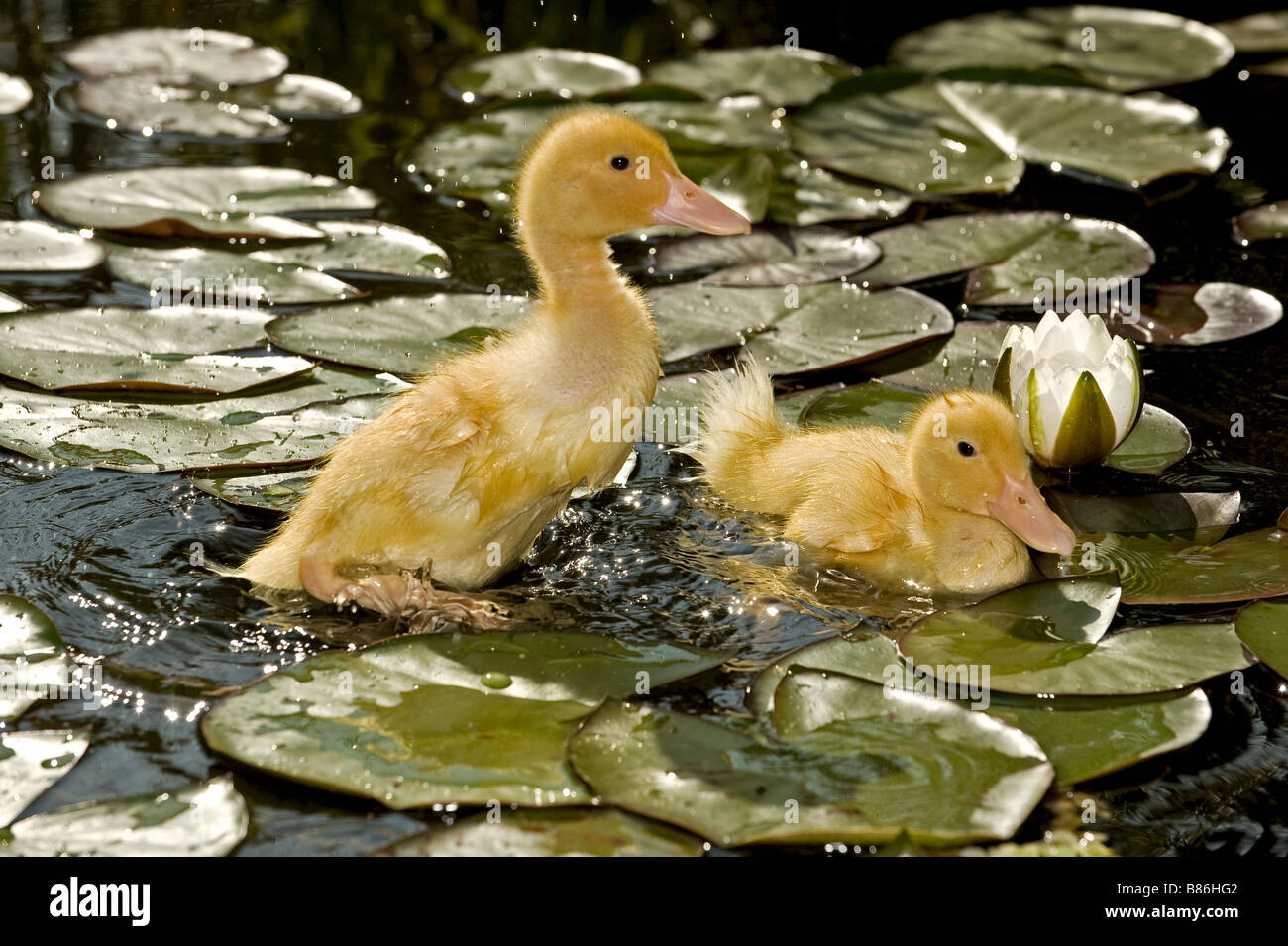 two ducklings - swimming Stock Photo - Alamy