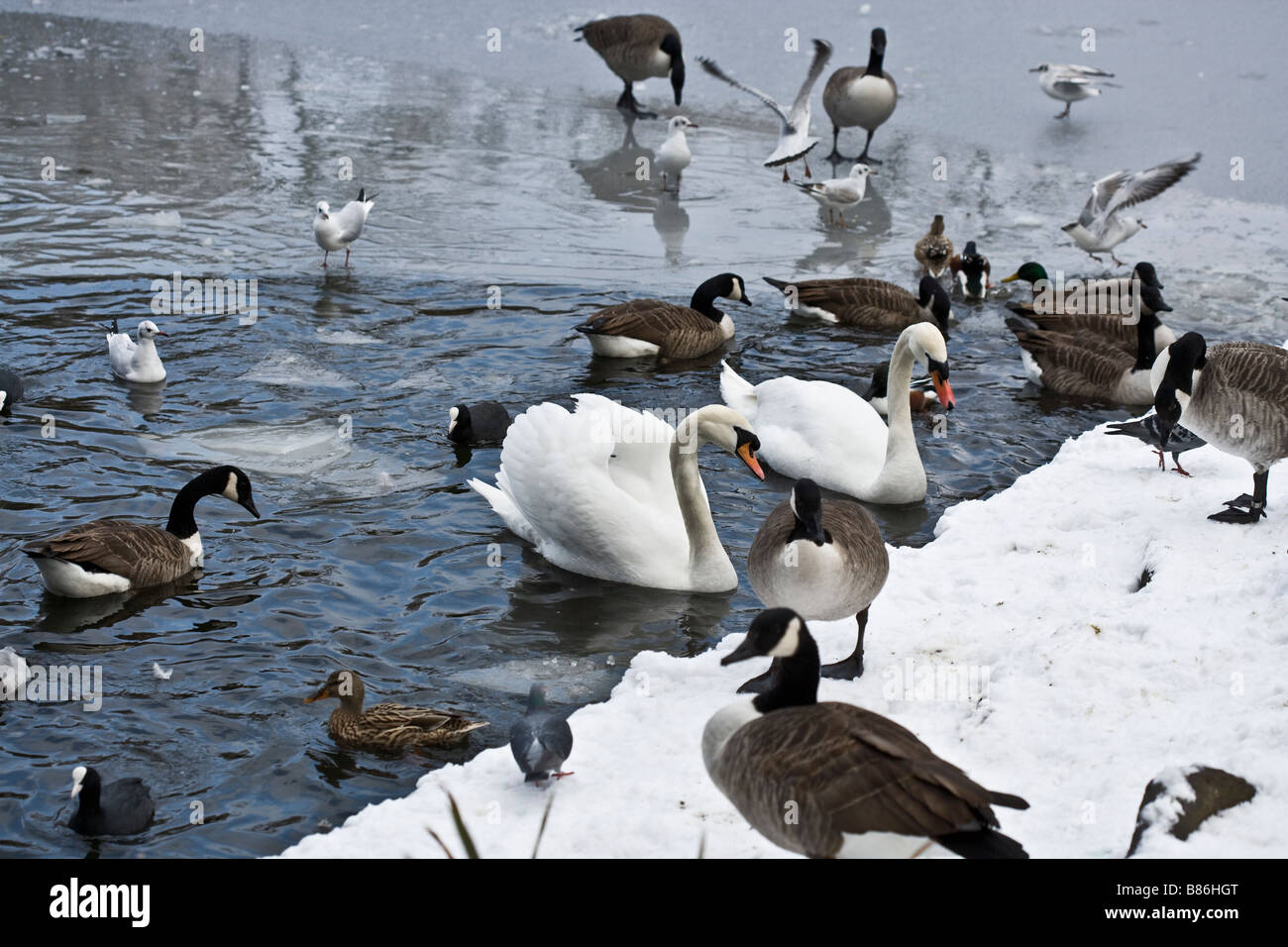 Winter birds hi-res stock photography and images - Alamy