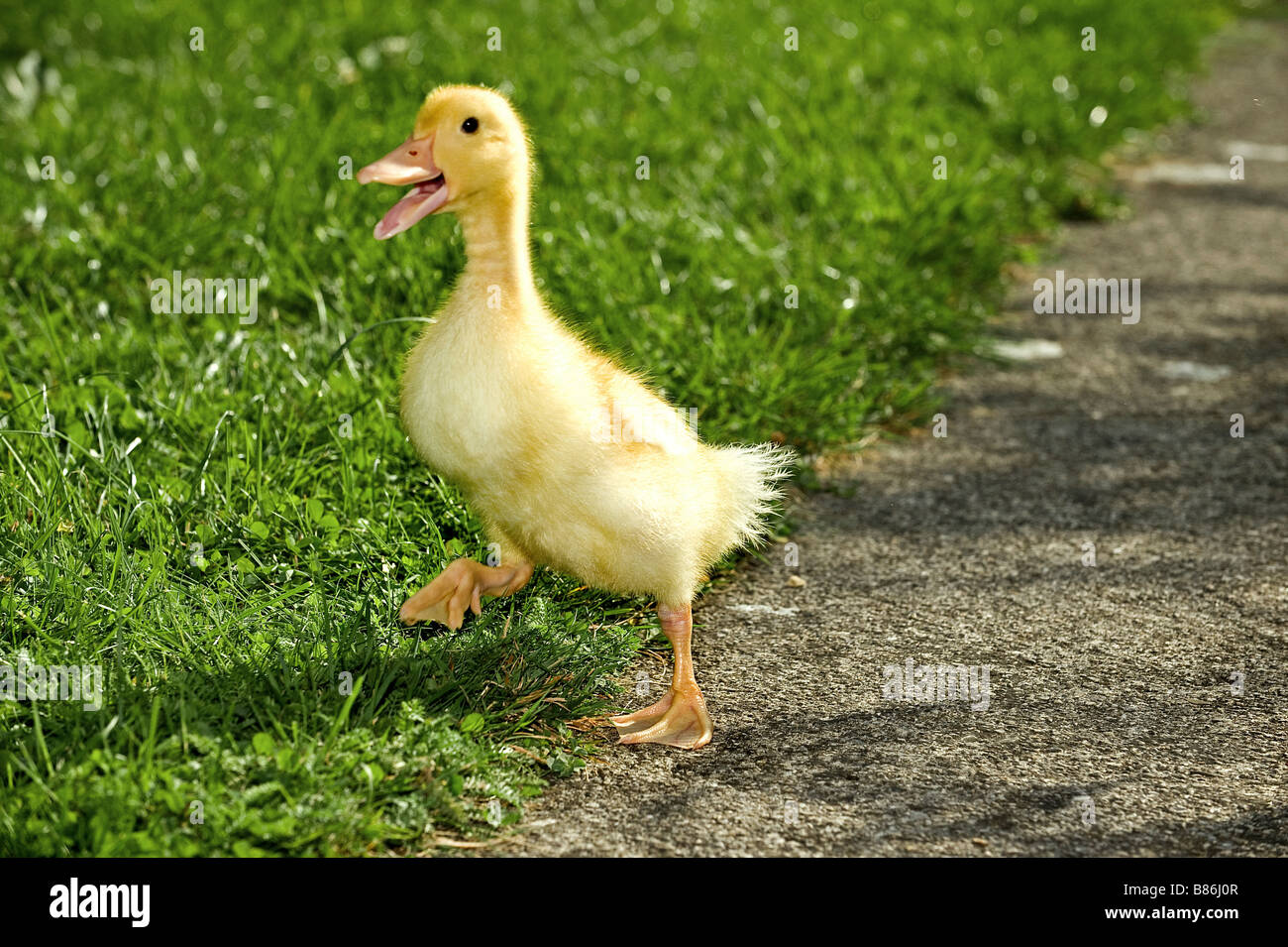 duckling - walking Stock Photo - Alamy