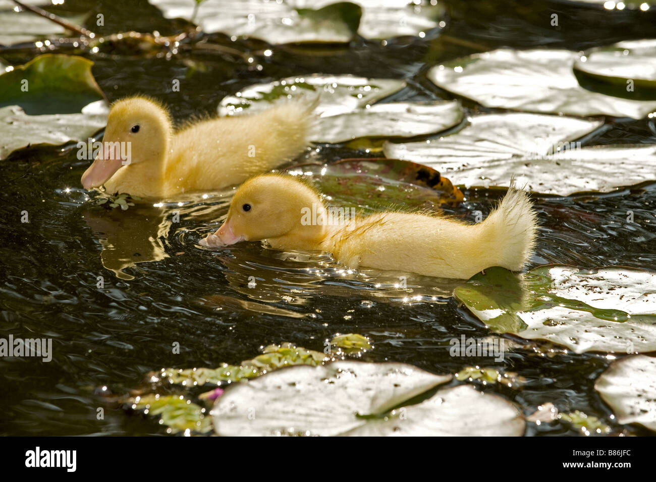 two ducklings - swimming Stock Photo - Alamy
