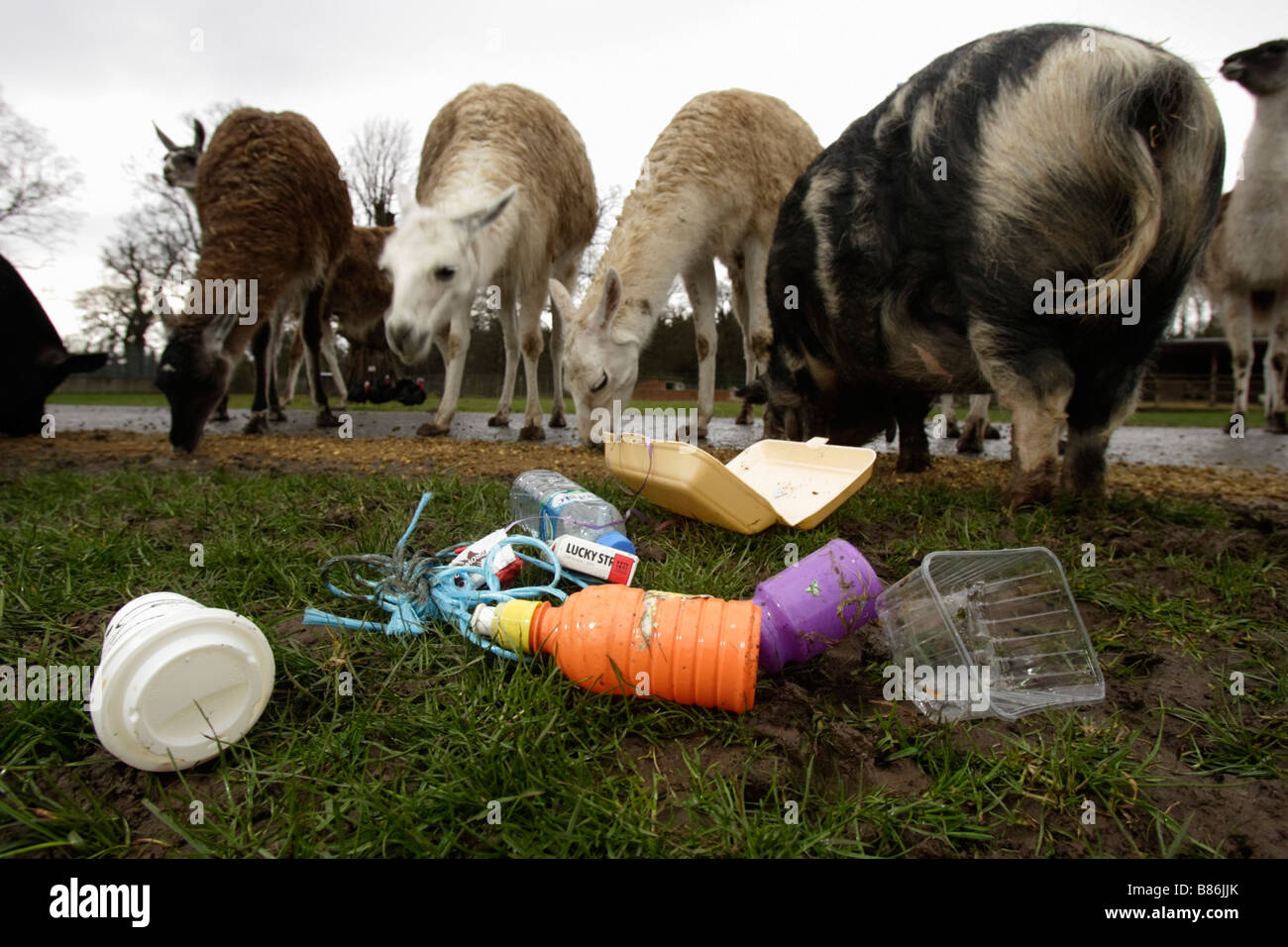 Litter and animals hi-res stock photography and images - Alamy