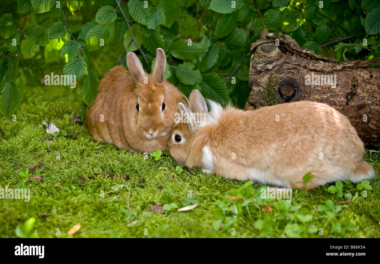 dwarf rabbit and cub on meadow Stock Photo - Alamy
