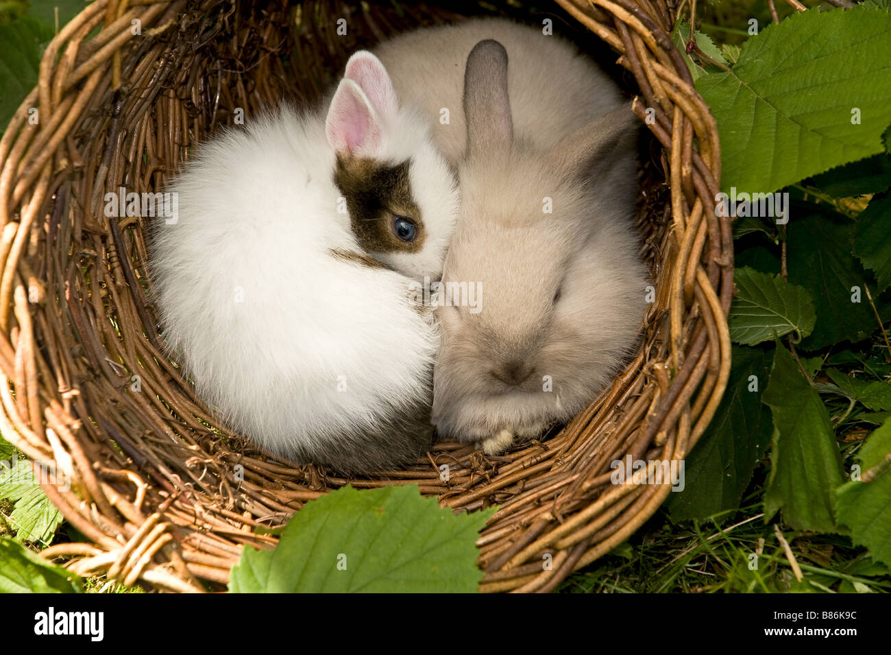 Two Rabbits Cuddling High Resolution Stock Photography and Images - Alamy