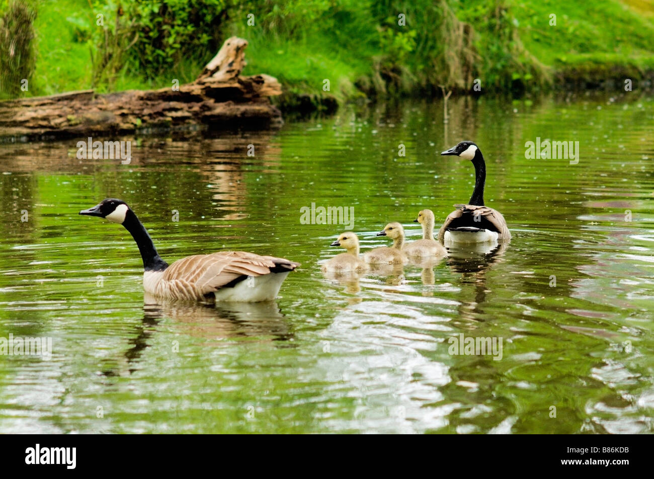 Families canada geese goslings swimming hi-res stock photography and ...