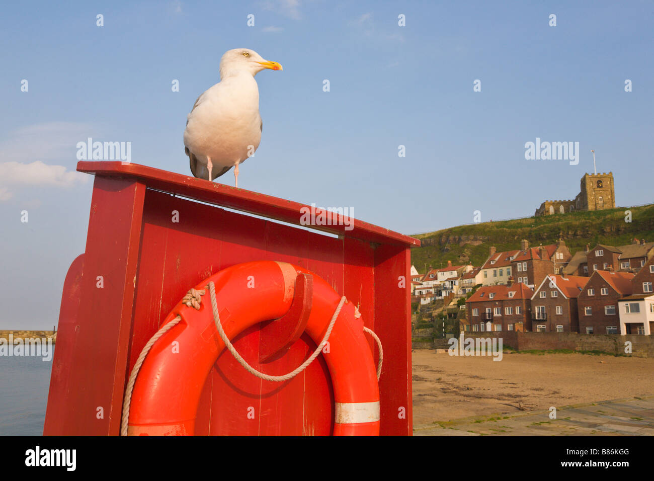 Seagull sitting on top of life ring, Whitby, "North Yorkshire", England ...