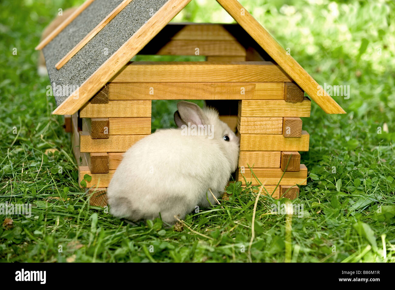 young dwarf rabbit at house Stock Photo - Alamy