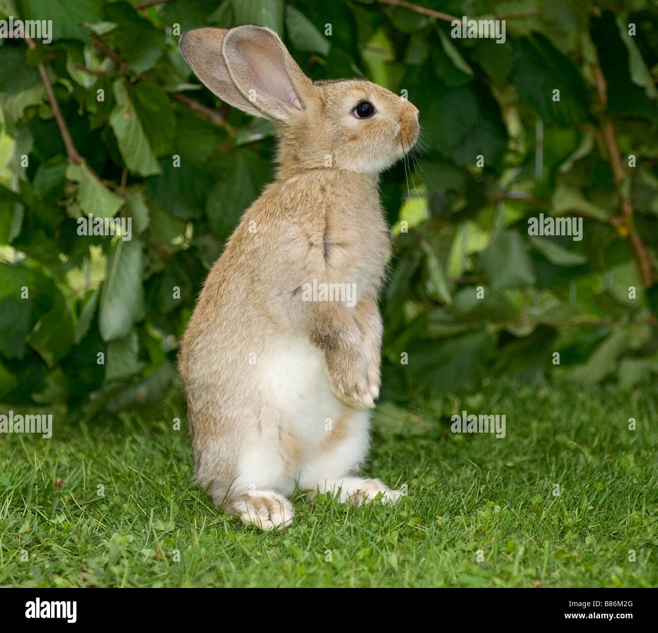 young rabbit - standing on meadow Stock Photo - Alamy