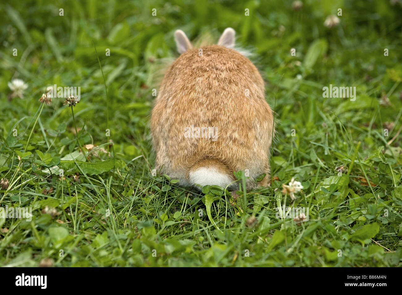 dwarf rabbit on meadow Stock Photo - Alamy