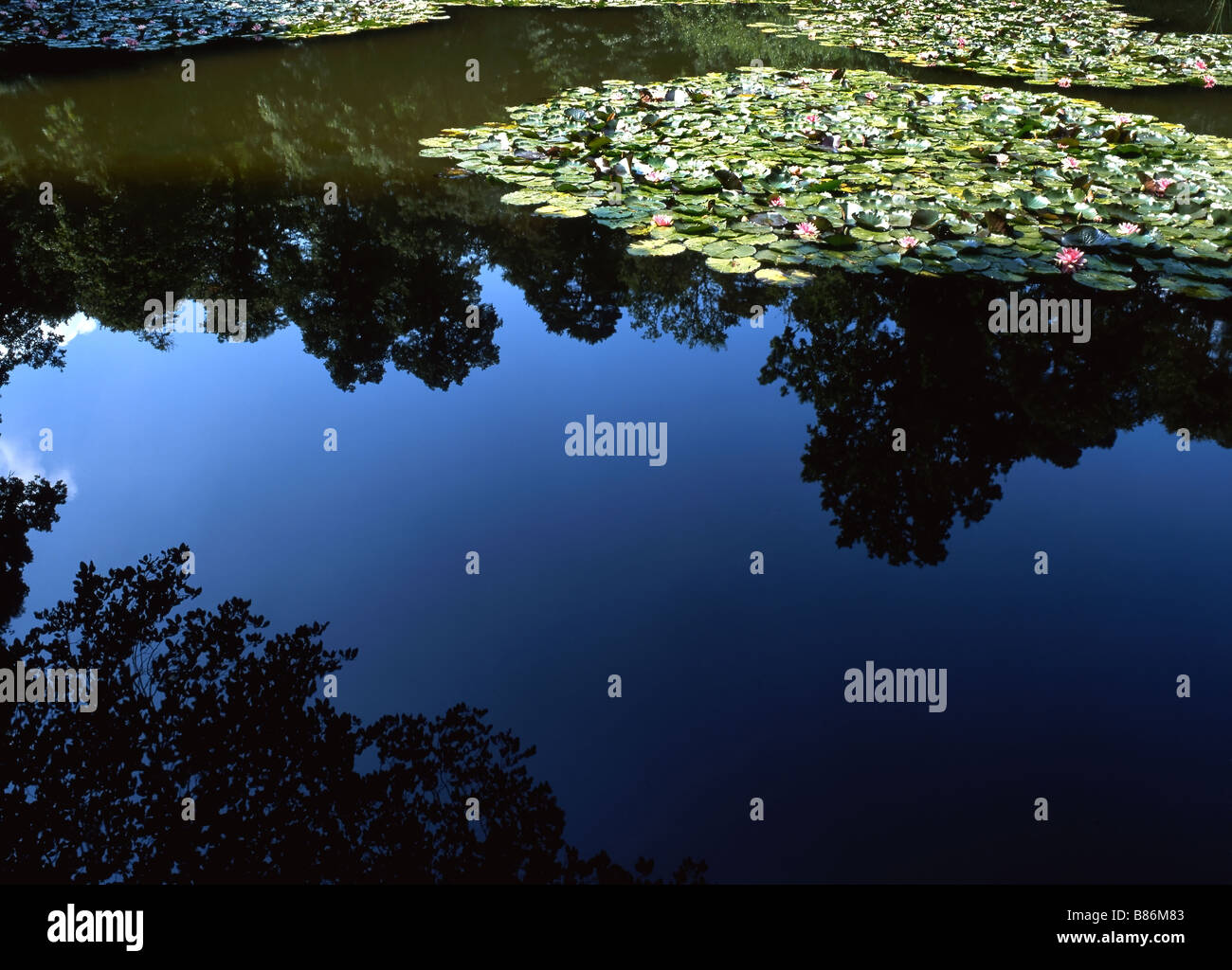 Water Lilly Pond Stock Photo - Alamy