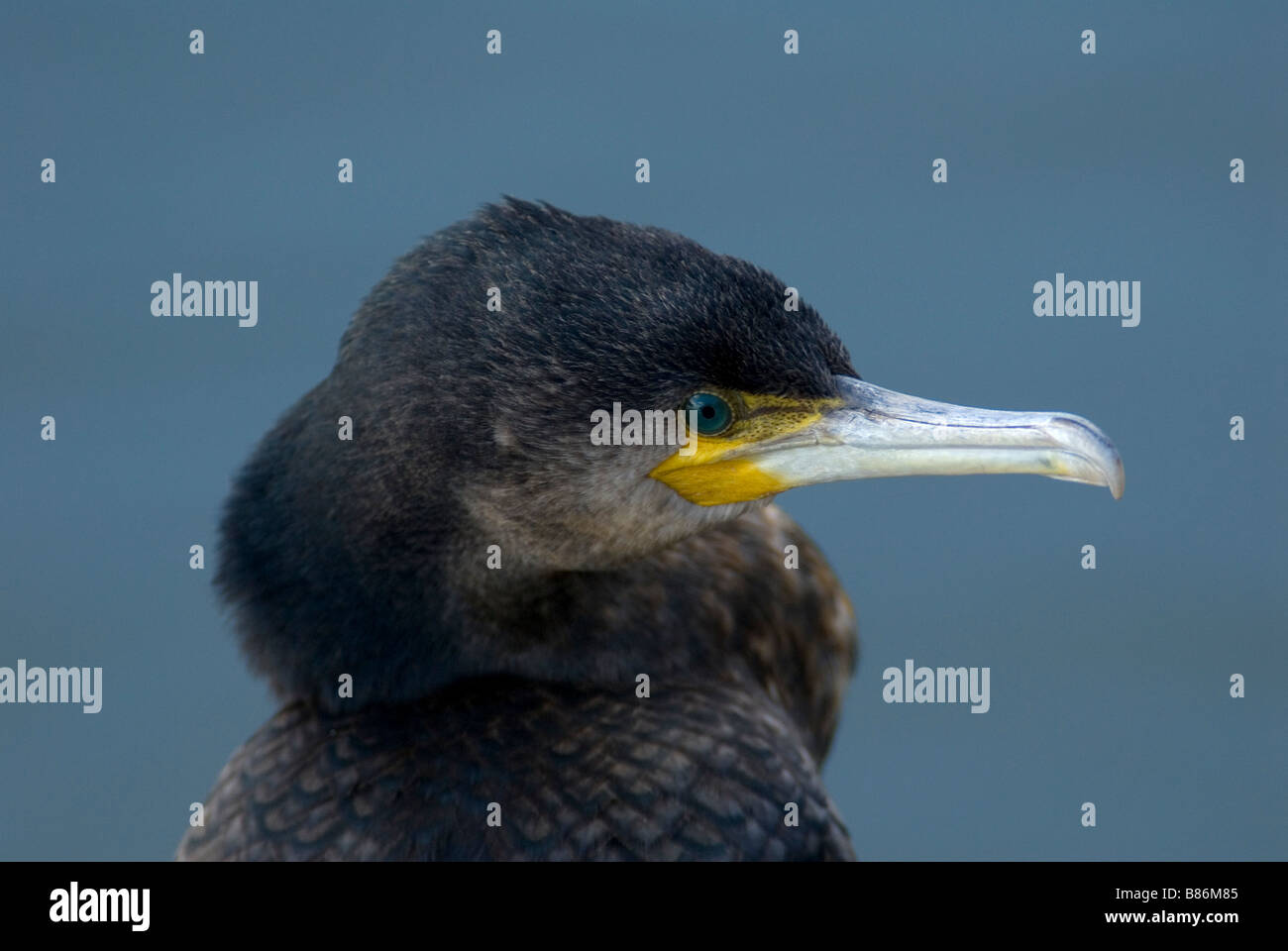 Portrait of Cormorant in profile Stock Photo - Alamy