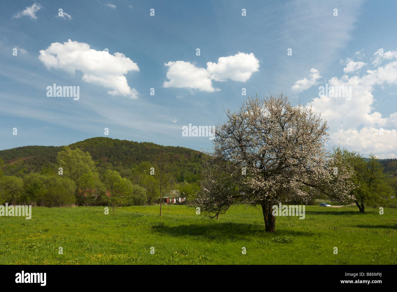 botany, apple, Paradise apple, (Malus communis), blossoms, tree ...