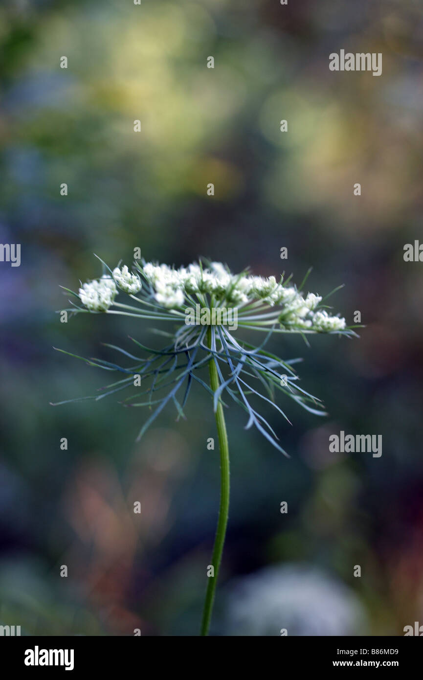 Queen anne lace hi-res stock photography and images - Alamy