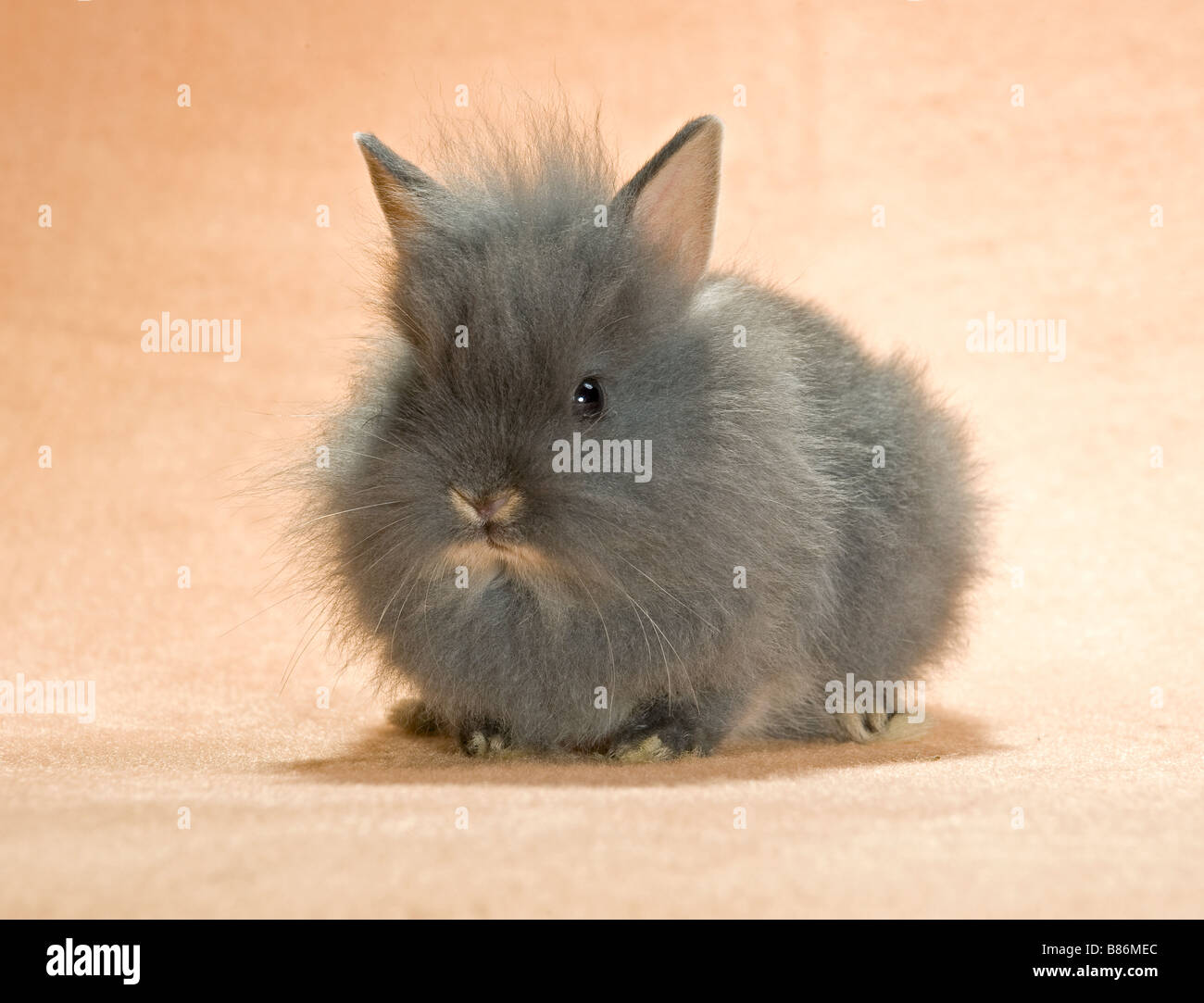 lion-headed dwarf rabbit - cut out Stock Photo - Alamy