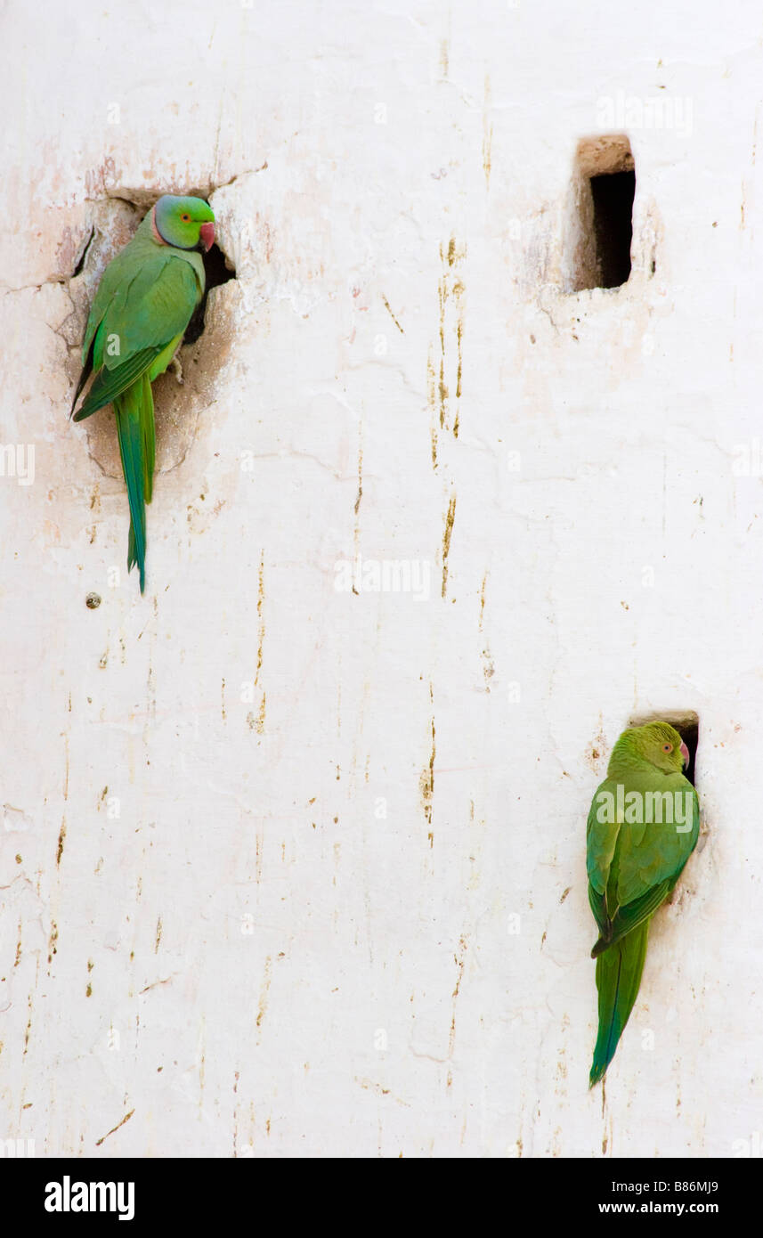 Two Parrots sitting on wall Stock Photo - Alamy