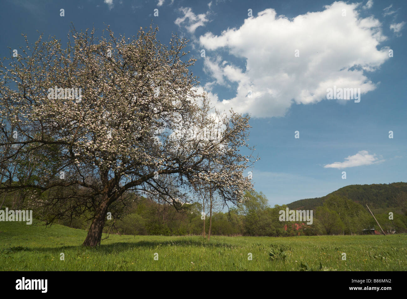 botany, apple, Paradise apple, (Malus communis), blossoms, tree ...